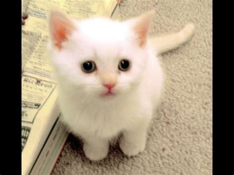 Koleksi Gambar Kucing Anggora Koleksi Gambar