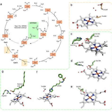 A Typical Reaction Cycle Of Cytochrome P450 Monooxygenases For Download Scientific Diagram