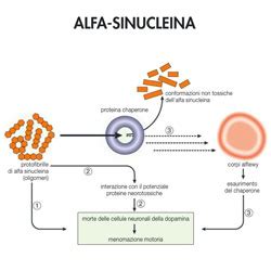 L Alfa Sinucleina Nella Pelle Come Biomarcatore Del Parkinson