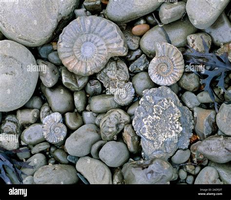 Ammonite Fossils View Of Four Fossil Ammonites Among Pebbles The Spiral Shells Can Be Clearly