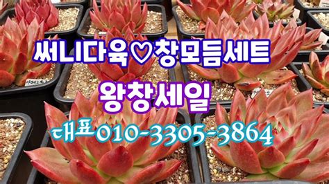 써니다육 창세트구성왕창세일 끝까지 봐주세요 Youtube
