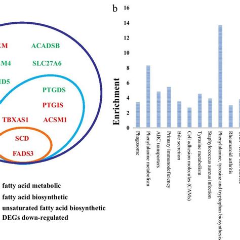 Enrichment Analysis Of DEGs A Enrichment Analysis Of DEGs In Lipid