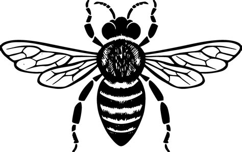 Bee Black And White Vector Illustration 34029431 Vector Art At Vecteezy