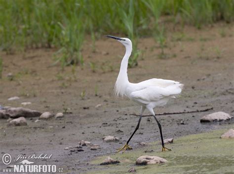Mala Bijela čaplja Fotografije Slike
