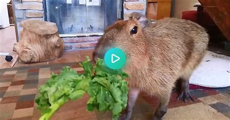 Eating Kale  On Imgur