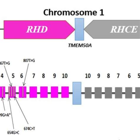 Schematic Diagram On Molecular Background Of RhdѰ Gene That Gives D Download Scientific Diagram