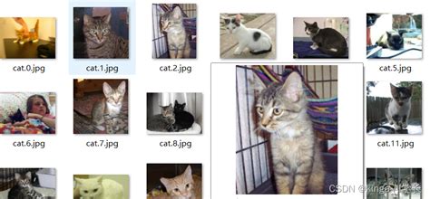 第3例 基于卷积神经网络alexnet的猫狗分类用与3x224x224图片分类的cnn网络 Csdn博客