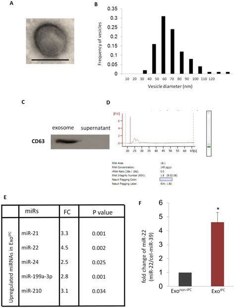 A Electron Microscopy Was Used To Image The Structure Of An Exosome