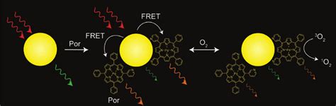 Schematic Representation Of The Qd Pdii Porphyrin Self Assembled Download Scientific Diagram