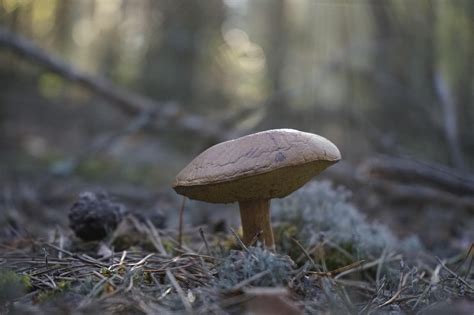 버섯 Boletus 진균류 식용 Pixabay의 무료 사진 Pixabay