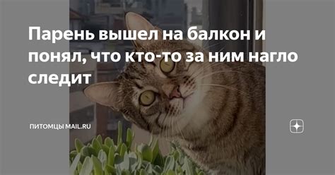 Парень вышел на балкон и понял что кто то за ним нагло следит Питомцы Дзен