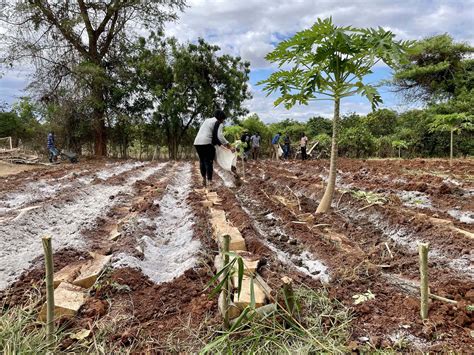 Syntropic Agroforestry • Apopo