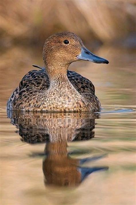 تصویرسازی Safora Saffari