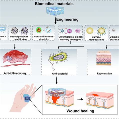Schematic Diagram Of Biomedical Materials Acting On Different Stages Of