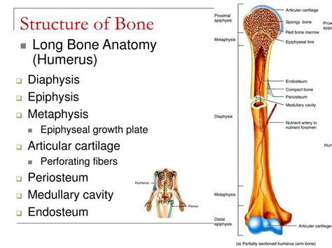 PPT The Skeletal System Bone Tissue Chapter PowerPoint