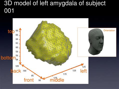 Ppt Automated Amygdala Surface Modeling Pipeline Powerpoint