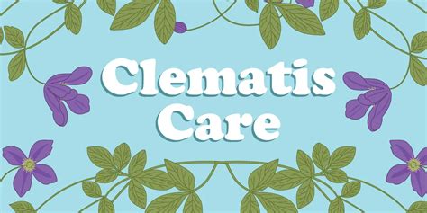 A Comprehensive Guide To Clematis Care Anawalt Lumber Blog