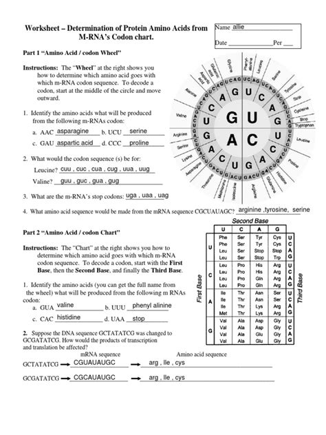 Worksheet Determination Of Protein Amino Acids From M RNAs Worksheets Library