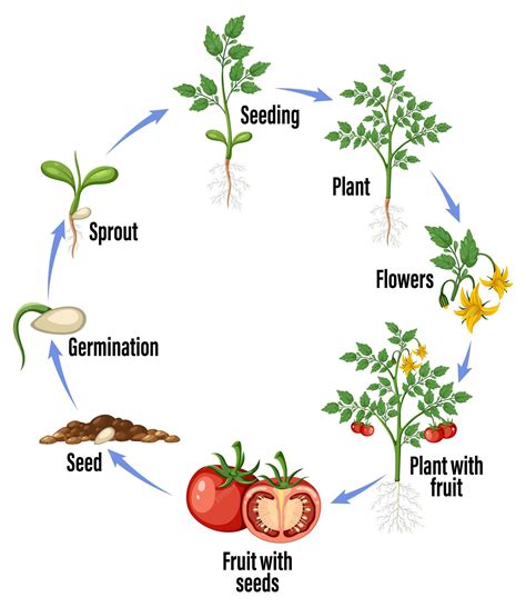 Life Cycle Of Tomato Plant Growth Stages From Seed To Flowering And