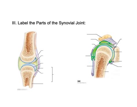 Label The Synovial Joint Quiz