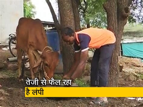 मवेशियों में लंपी बीमारी का प्रकोप तेजी से बढ़ा सरकार ने तेज की टीकाकरण प्रक्रिया