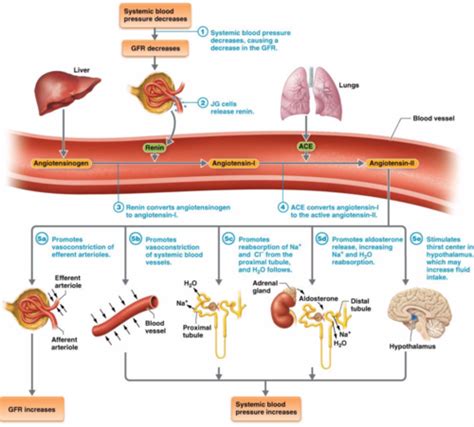 Biol 208 Anatomy Urinary Sharc Csulb Flashcards Quizlet