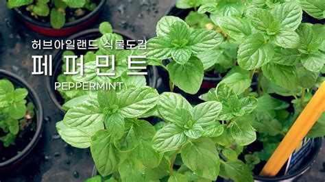 시원하고 상쾌한 허브 페퍼민트peppermintㅣ허브아일랜드 식물도감 Youtube