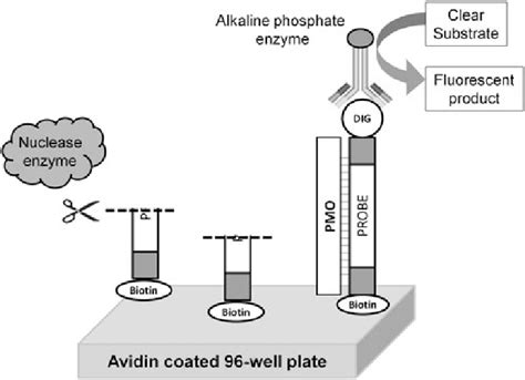 Enzyme Labeled Immunosorbent Assay At Jeff Span Blog