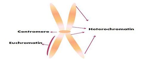 Difference Between Heterochromatin And Euchromatin With Comparison Chart Bio Differences