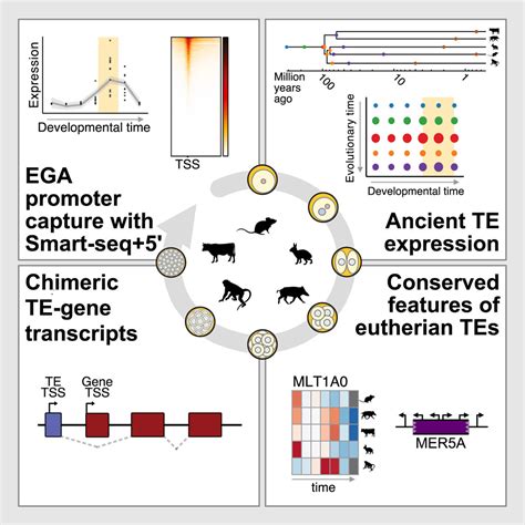 An Atlas Of Transcription Initiation Reveals Regulatory Principles Of Gene And Transposable