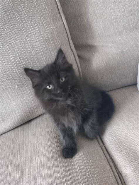 Maine Coon Kittens For Sale From Private Sellers Maine Coon Owners