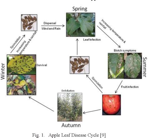 Figure 1 From An Optimized Ant Gardient Convolutional Neural Network For Disease Detection In