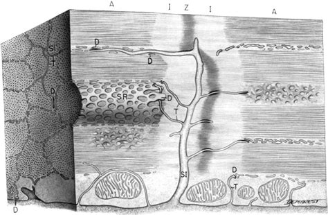 Composite Representation Of The Fine Structure Of A Crayfish Muscle