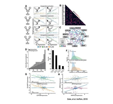 Genetic Architecture Of Cell Autonomous And Multicellular Circuits Ye Lab