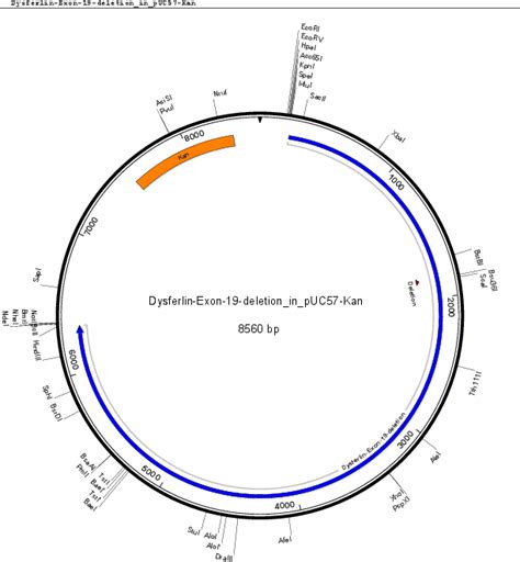 Addgene Dysf Exon19 Del