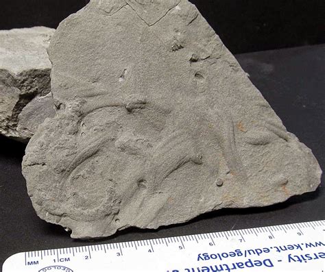 Louisville Fossils And Beyond Maysville Kentucky Trace Fossils