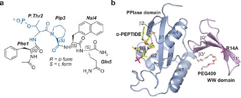 Figure 1 From Structural Basis For High Affinity Peptide Inhibition Of