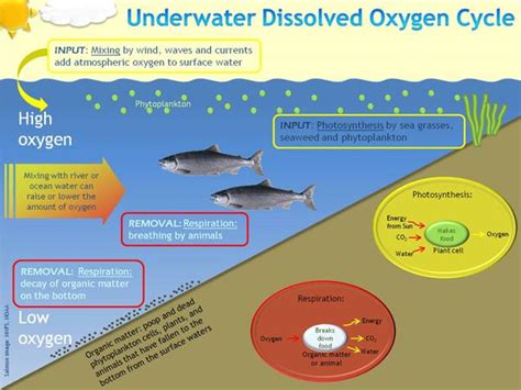Defining Dissolved Oxygen Hmga Water Project