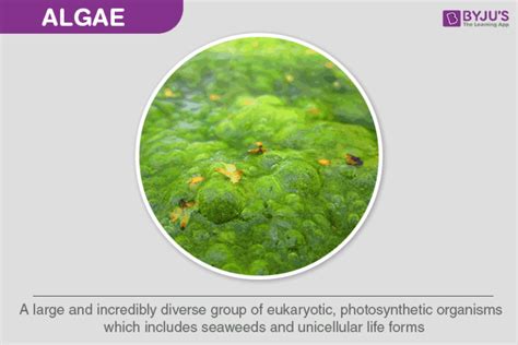 Algae - Definition, Characteristics, Types and Examples