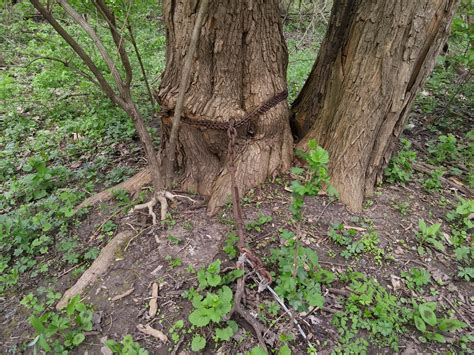 This Is My BDSM Tree R TreesSuckingOnThings