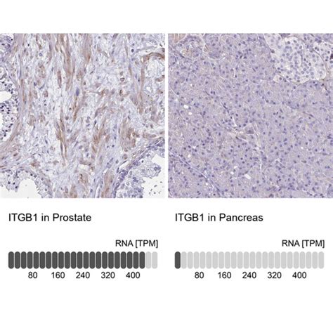 Rabbit Polyclonal Anti Itgb1 Antibody Buy For Research Highly