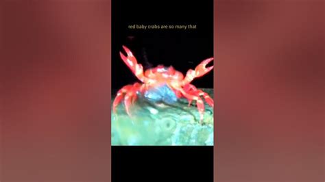 ဖင်ဆောင့်ပြီး ဥဥတဲ့ ဂဏန်း Youtube