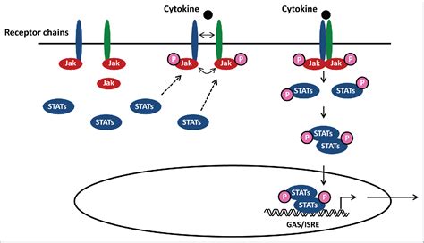 Figure 1 From Stat3 And The Hyper Ige Syndrome Semantic Scholar