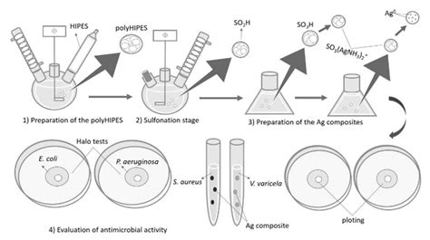 Schematic Representation Of All Stages Of The Experiment Download Scientific Diagram