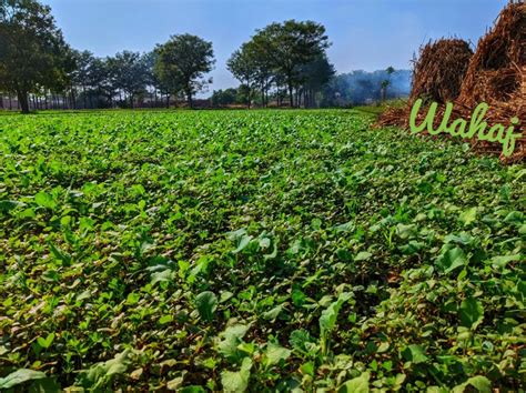 dr wahaj ahmed on linkedin agriculture life crops fields