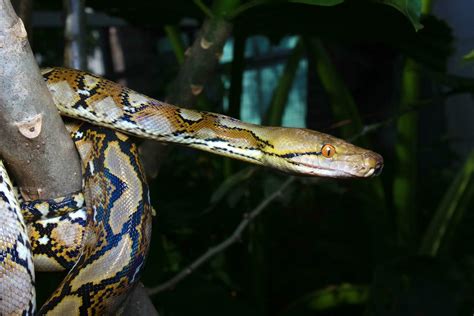 Beautiful Snake The Reticulated Python Is A Python Species Native To