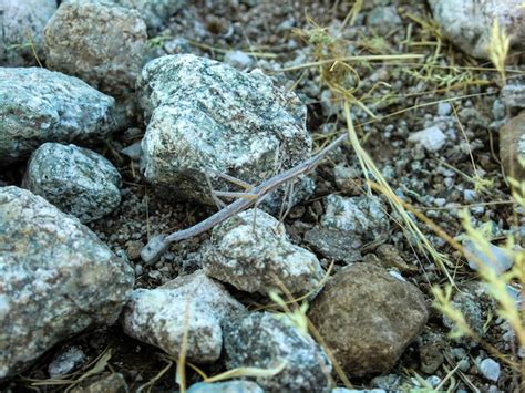 Page 6 Phasmid Images Free Download On Freepik