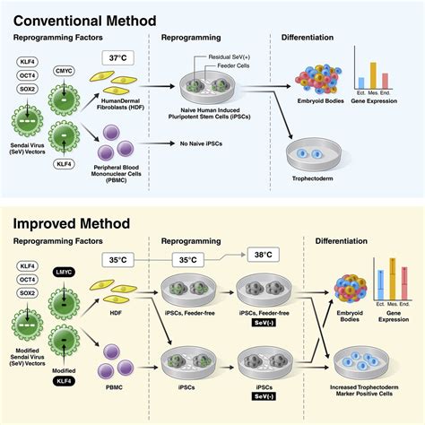 Improved Sendai Viral System For Reprogramming To Naive Pluripotency