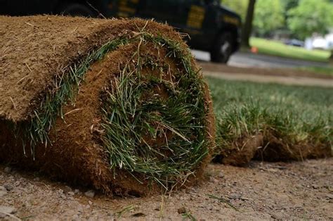 New Sod Turning Brown Causes And How To Revive It