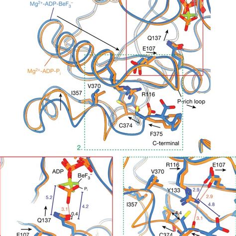 Structural Coupling Of The Nucleotide Binding Site To The Filament Download Scientific Diagram